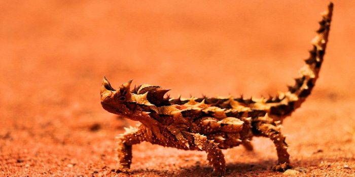 Cuáles son los Animales más Raros del Mundo – El Blog de Animales